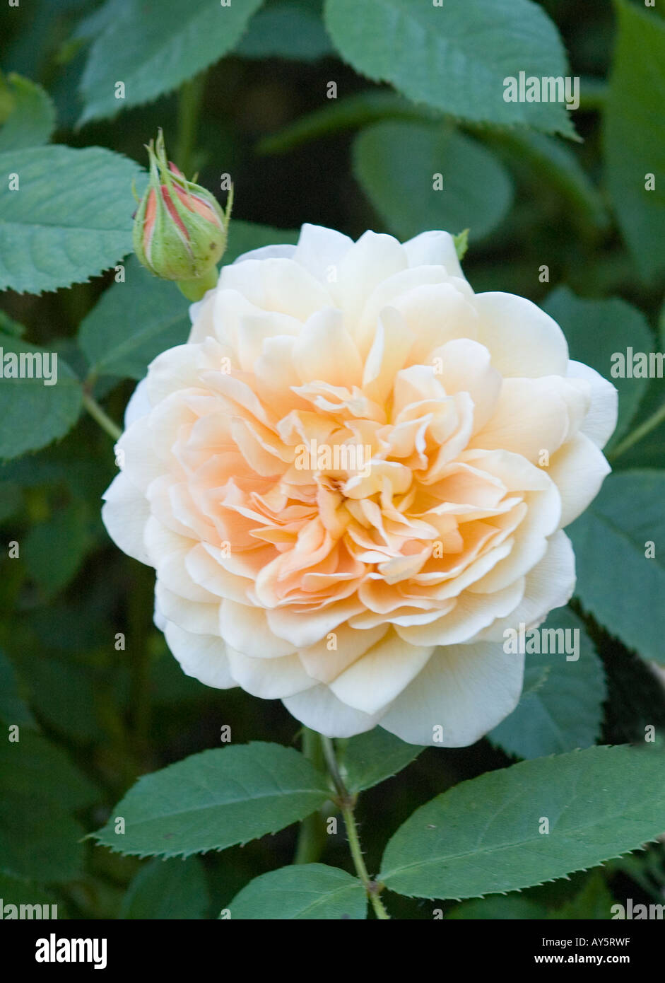 ROSA GRACE AUSKEPPY WISLEY GARDENS SURREY Stock Photo - Alamy