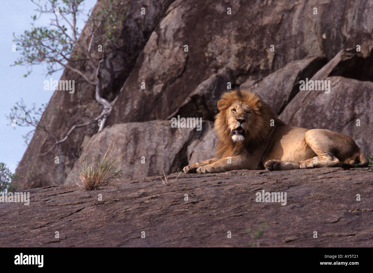 Kopje male lion hi-res stock photography and images - Alamy