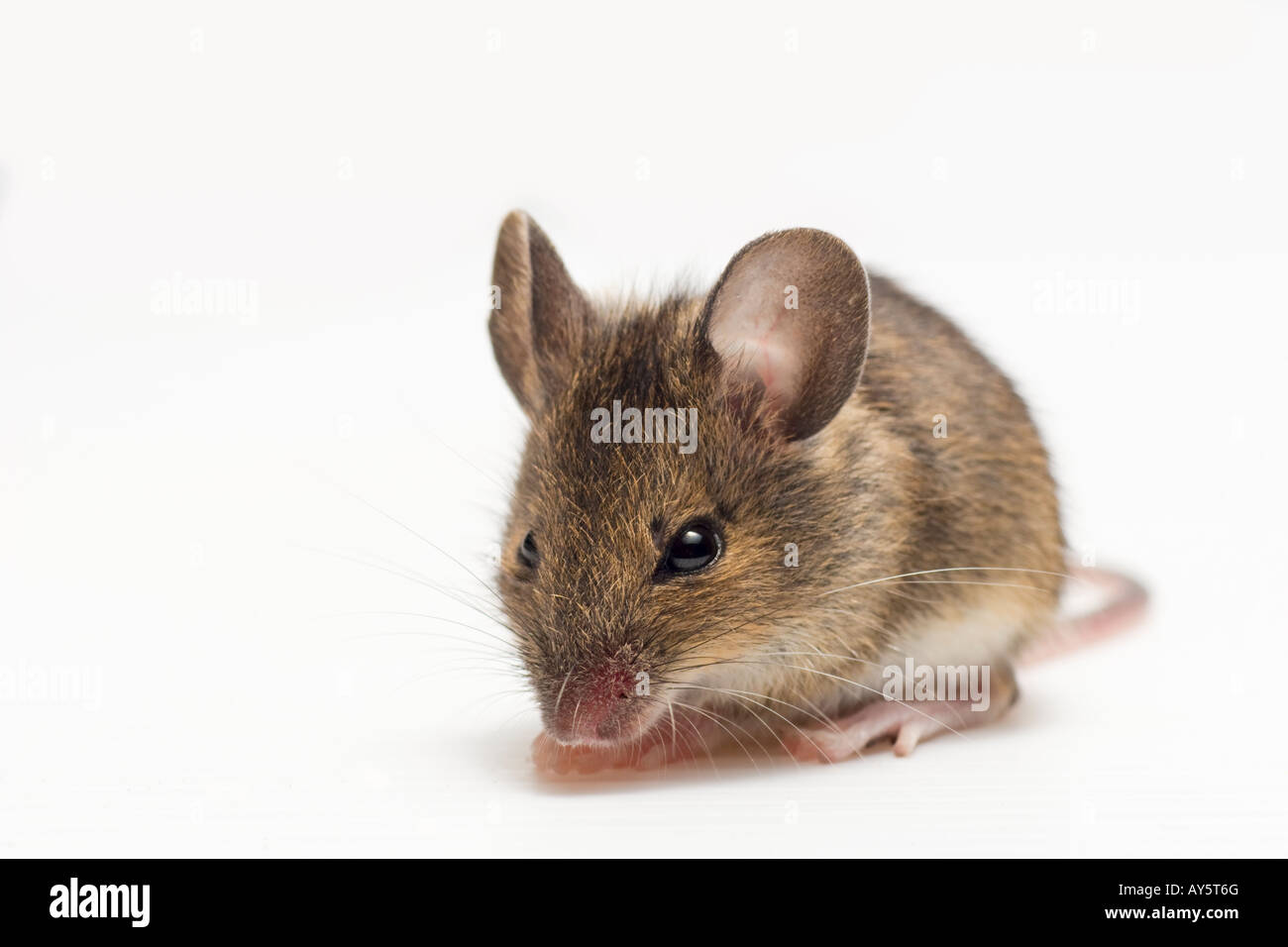 Fieldmouse apodemus sylvaticus hi-res stock photography and images - Alamy