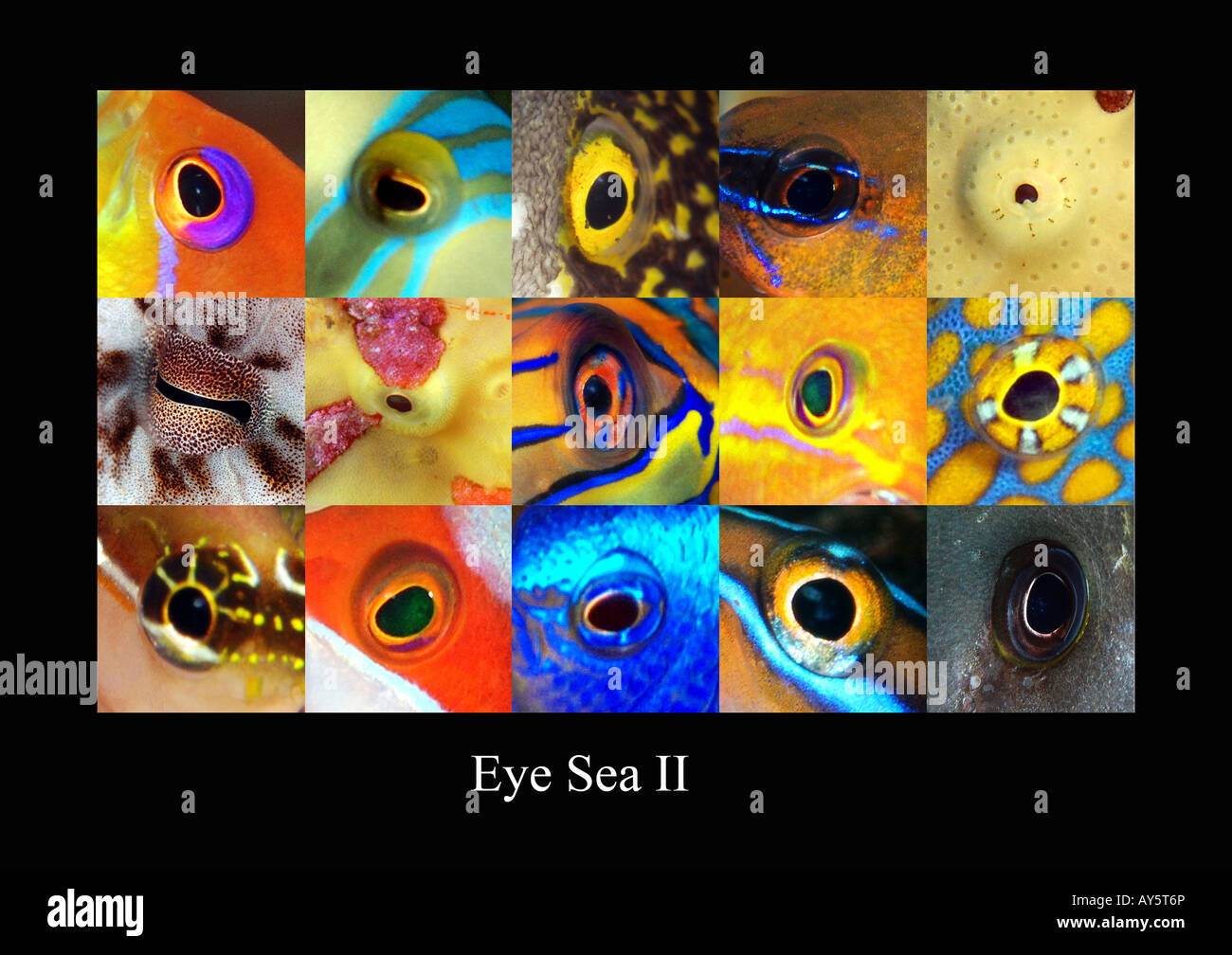 Fish red eyes hi-res stock photography and images - Alamy