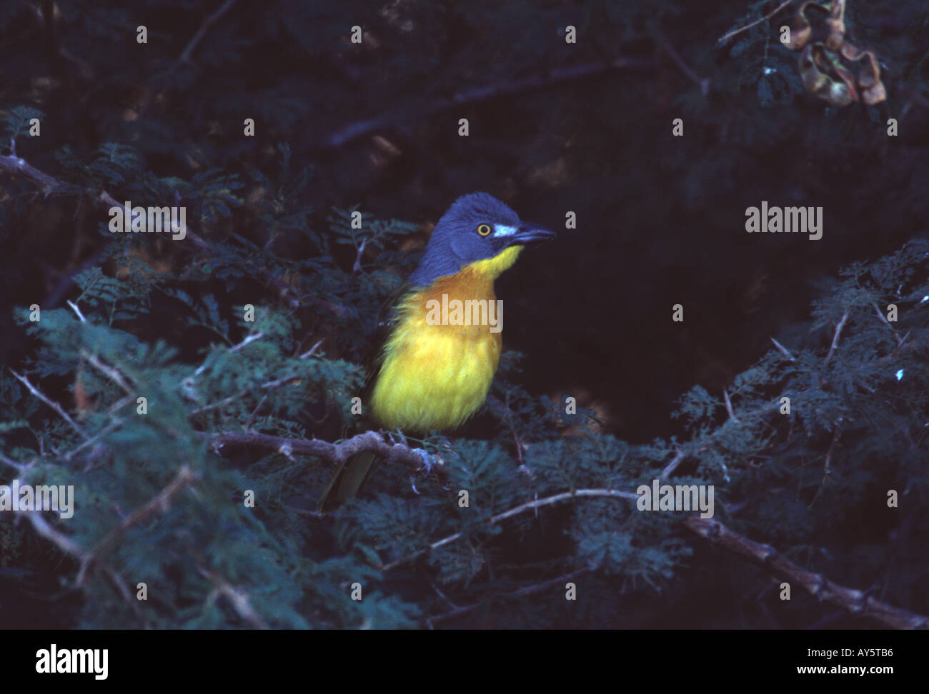 Grey headed bush shrike Stock Photo - Alamy