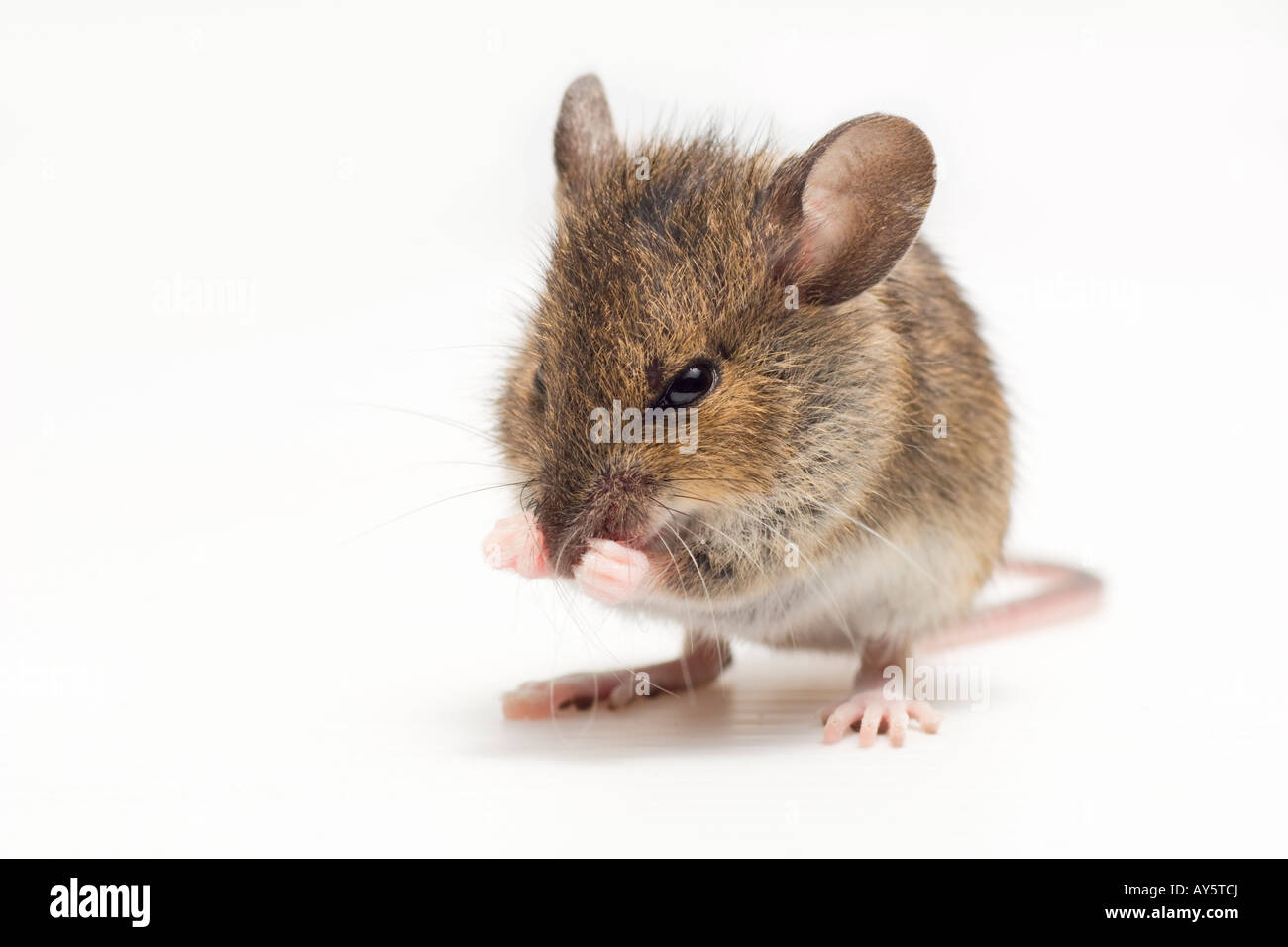 Mouse washing hi-res stock photography and images - Alamy