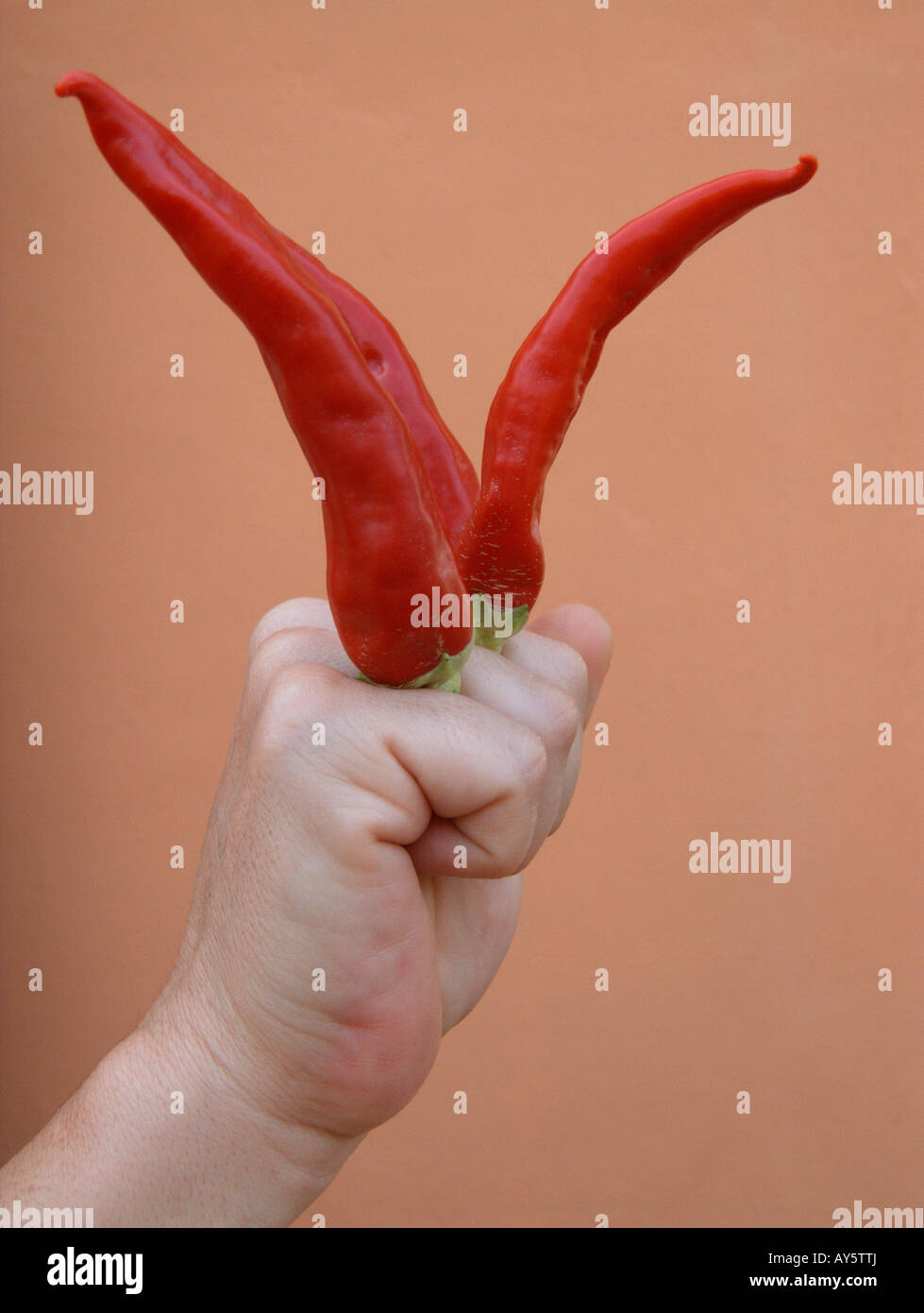 Hand with red cayenne chili peppers (Capsicum annuum longum Stock Photo ...