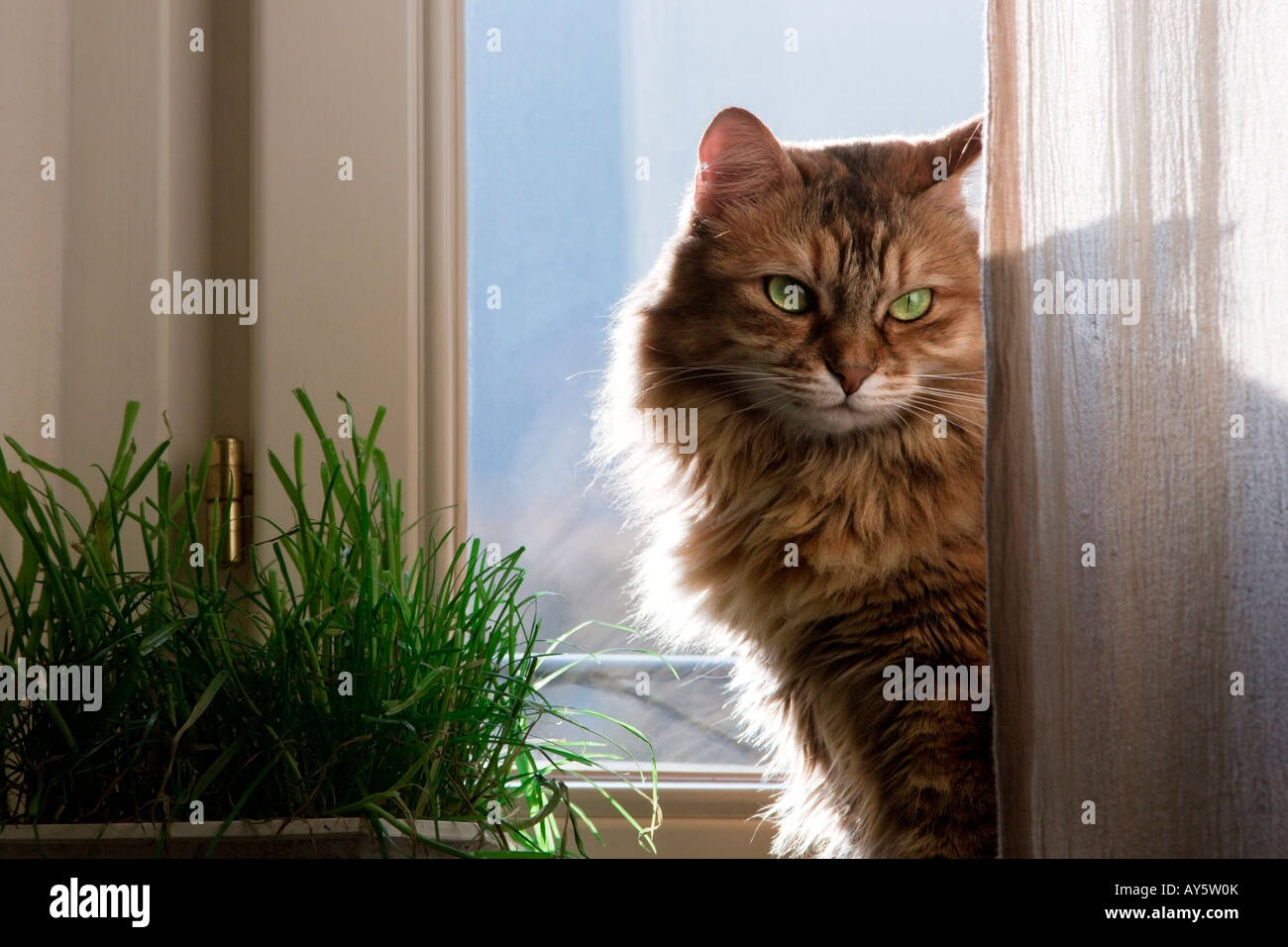 A pensive, nice cat with a cup of grass, looking out from a curtain ...