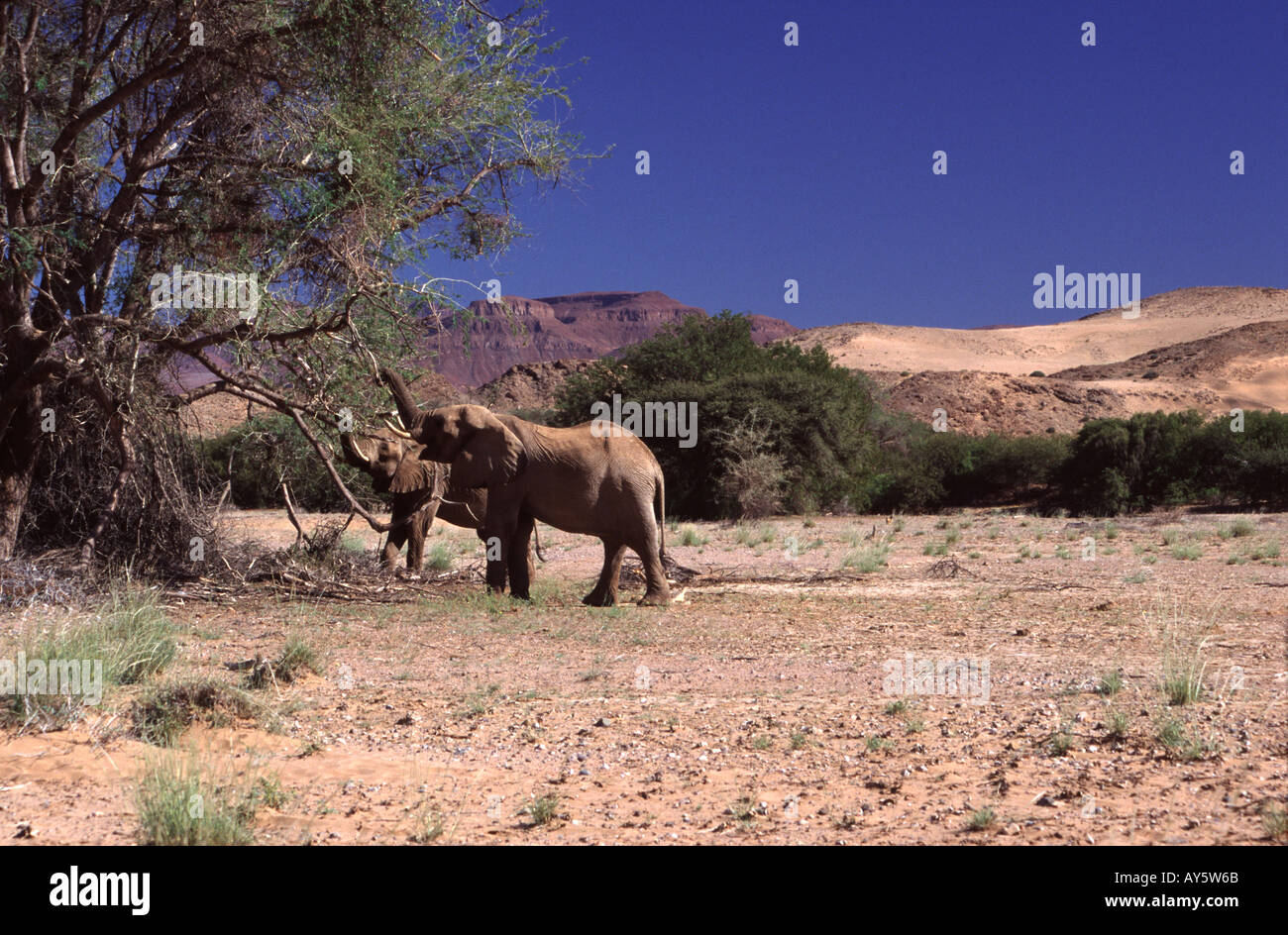 Desert elephants in Damaraland, Namibia Stock Photo - Alamy