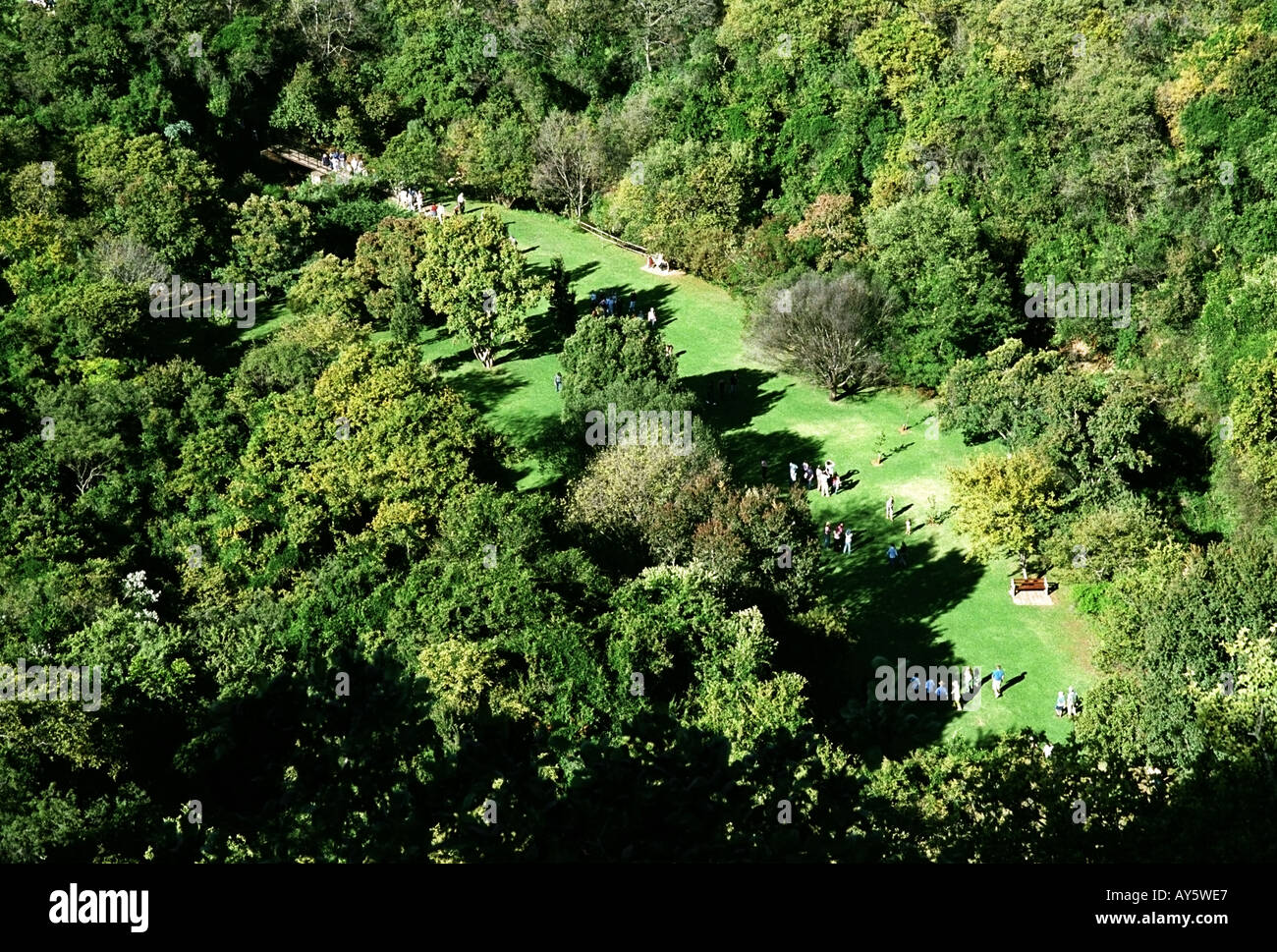 Aerial view of trees and lawn in urban park backgrounds colours plants ...