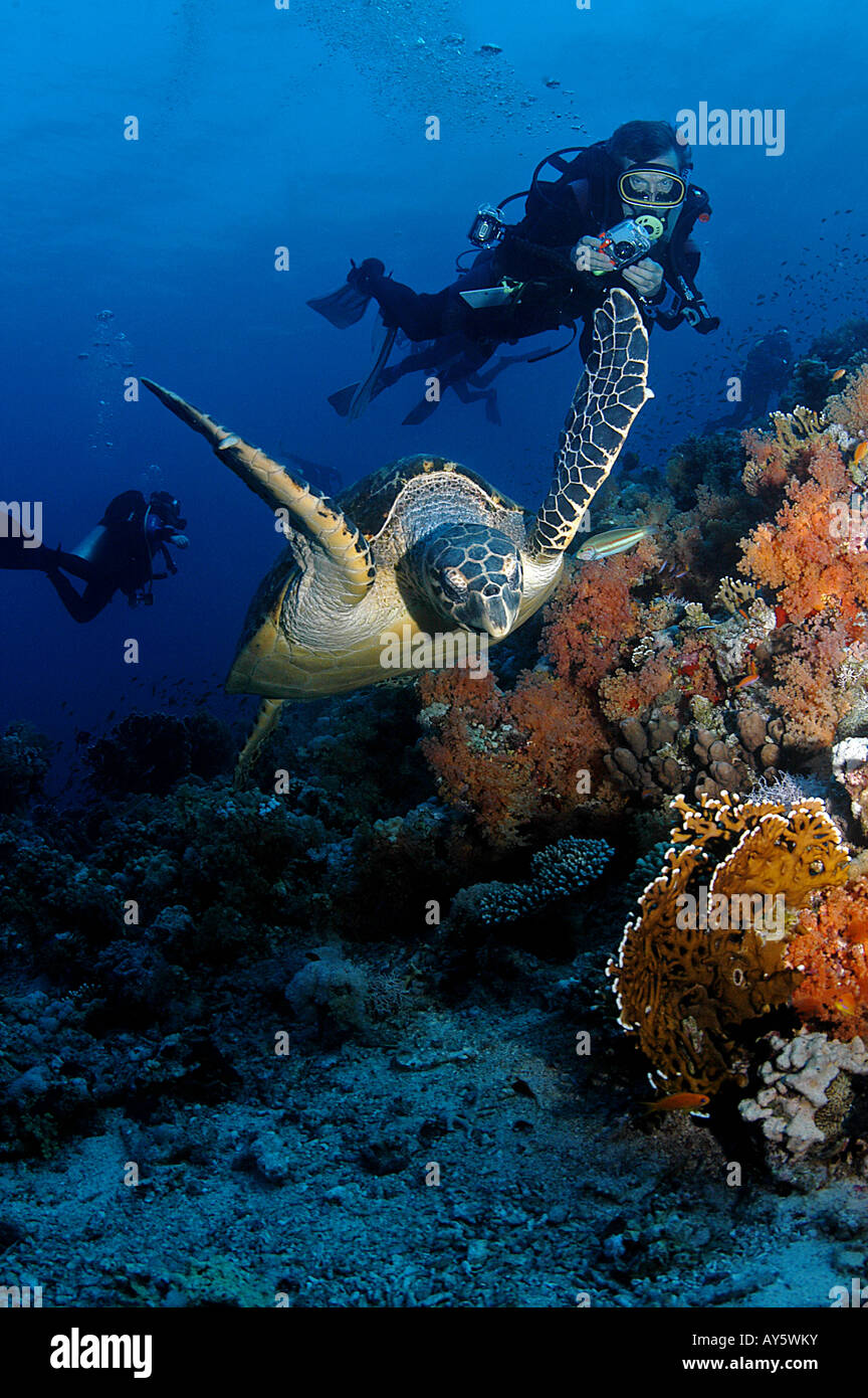 Good Morning Mr Turtle, Tiran Straits, Red Sea, Egypt Stock Photo - Alamy