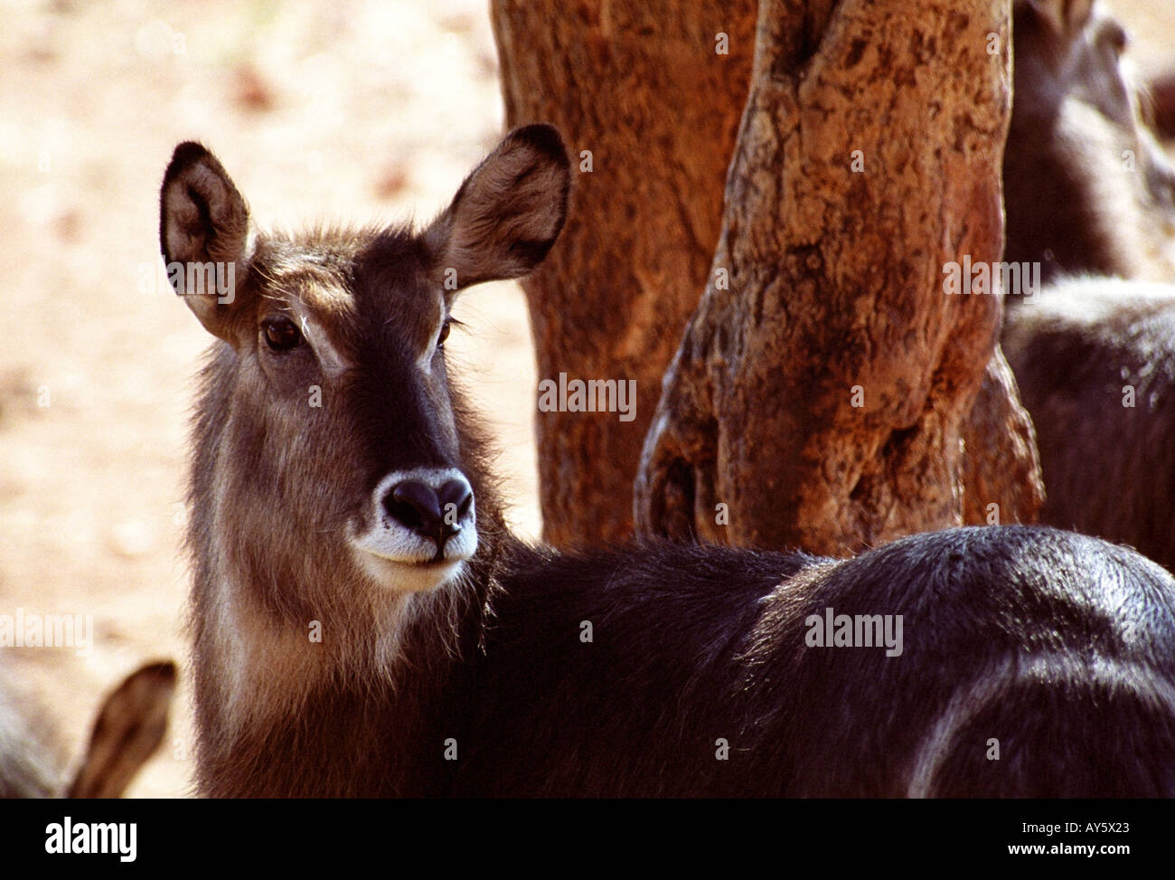 Wildlife, animal, adult female, Common Waterbuck, Kobus ellipsiprymnus ...