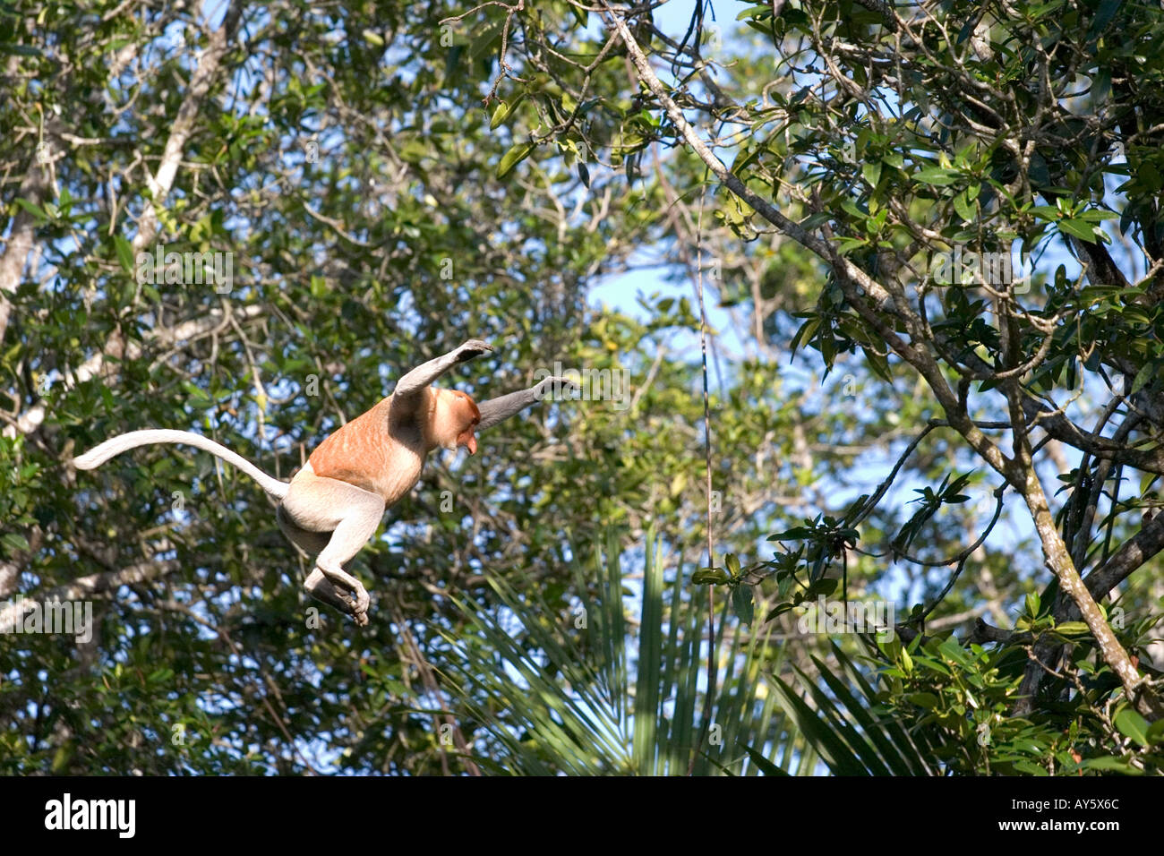 Proboscis monkey leaps from tree to tree in Borneo , South East Asia ...