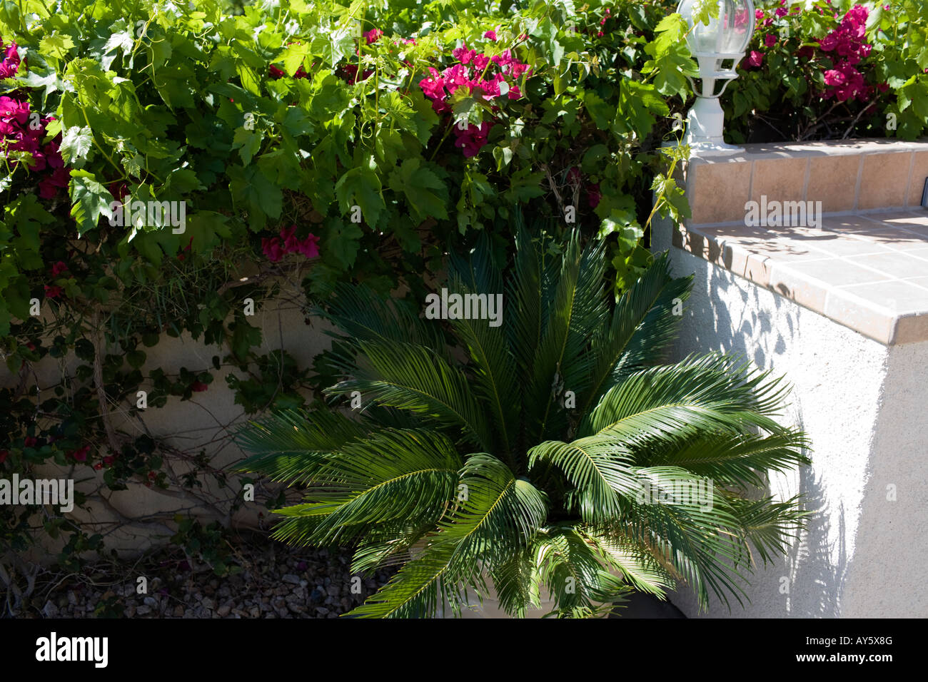 Desert foliage hi-res stock photography and images - Alamy