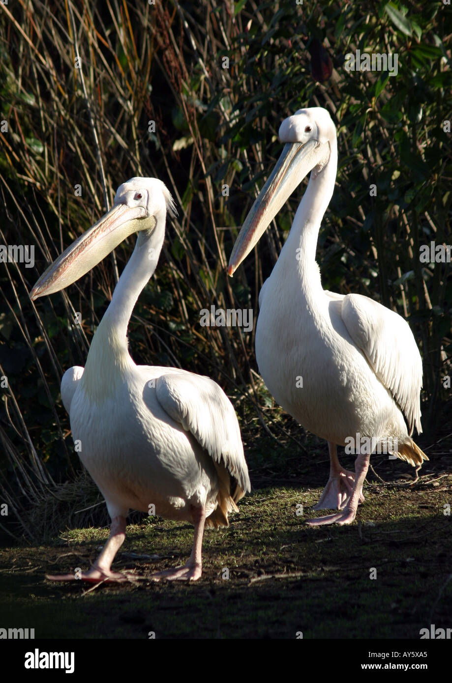 Pelicans About to Take a Swim Stock Photo - Alamy