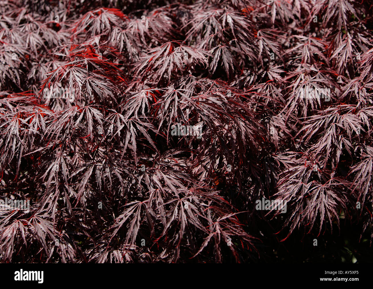 Purple maple leave hi-res stock photography and images - Alamy