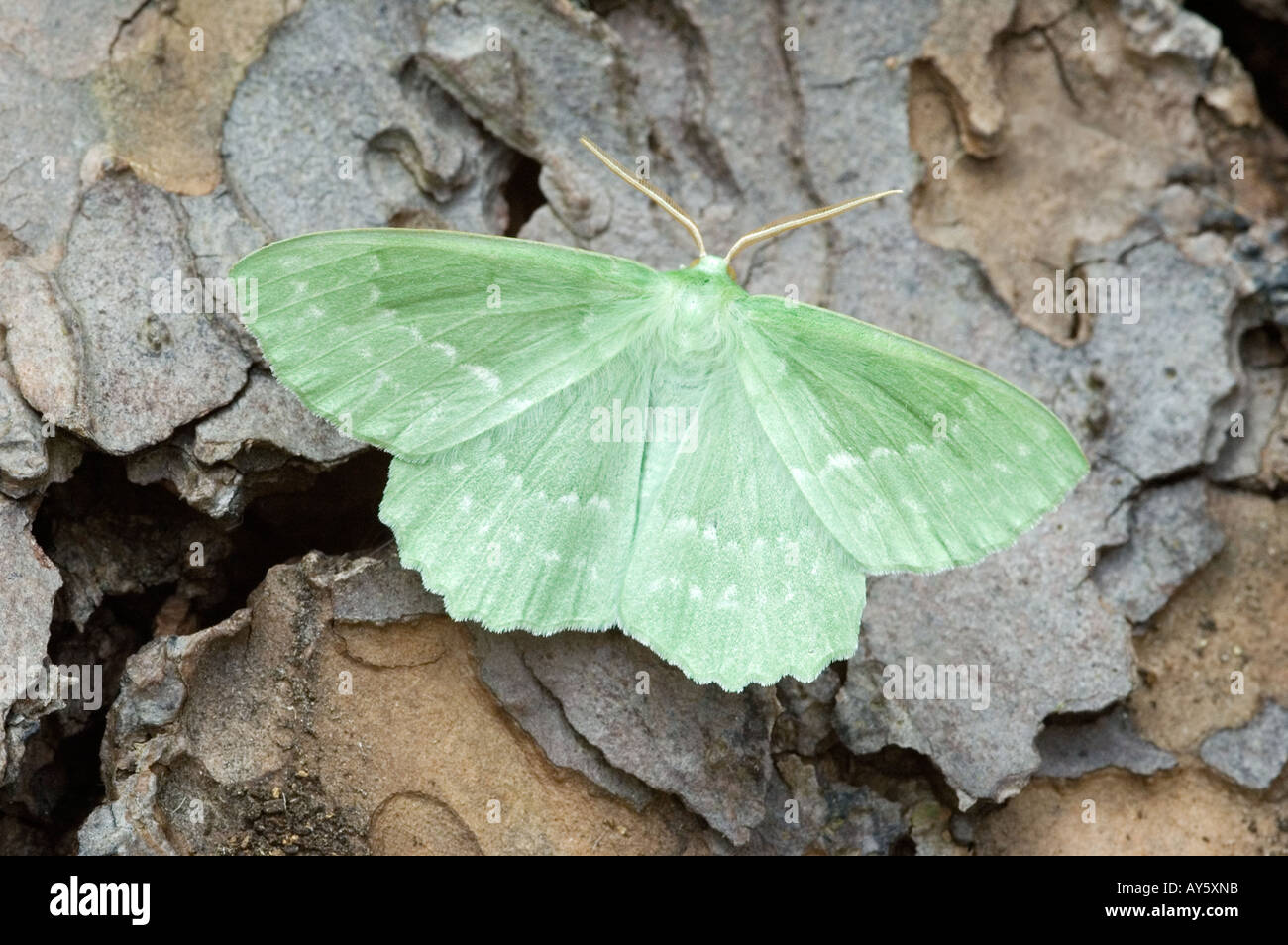 Large Emerald Moth High Resolution Stock Photography and Images - Alamy