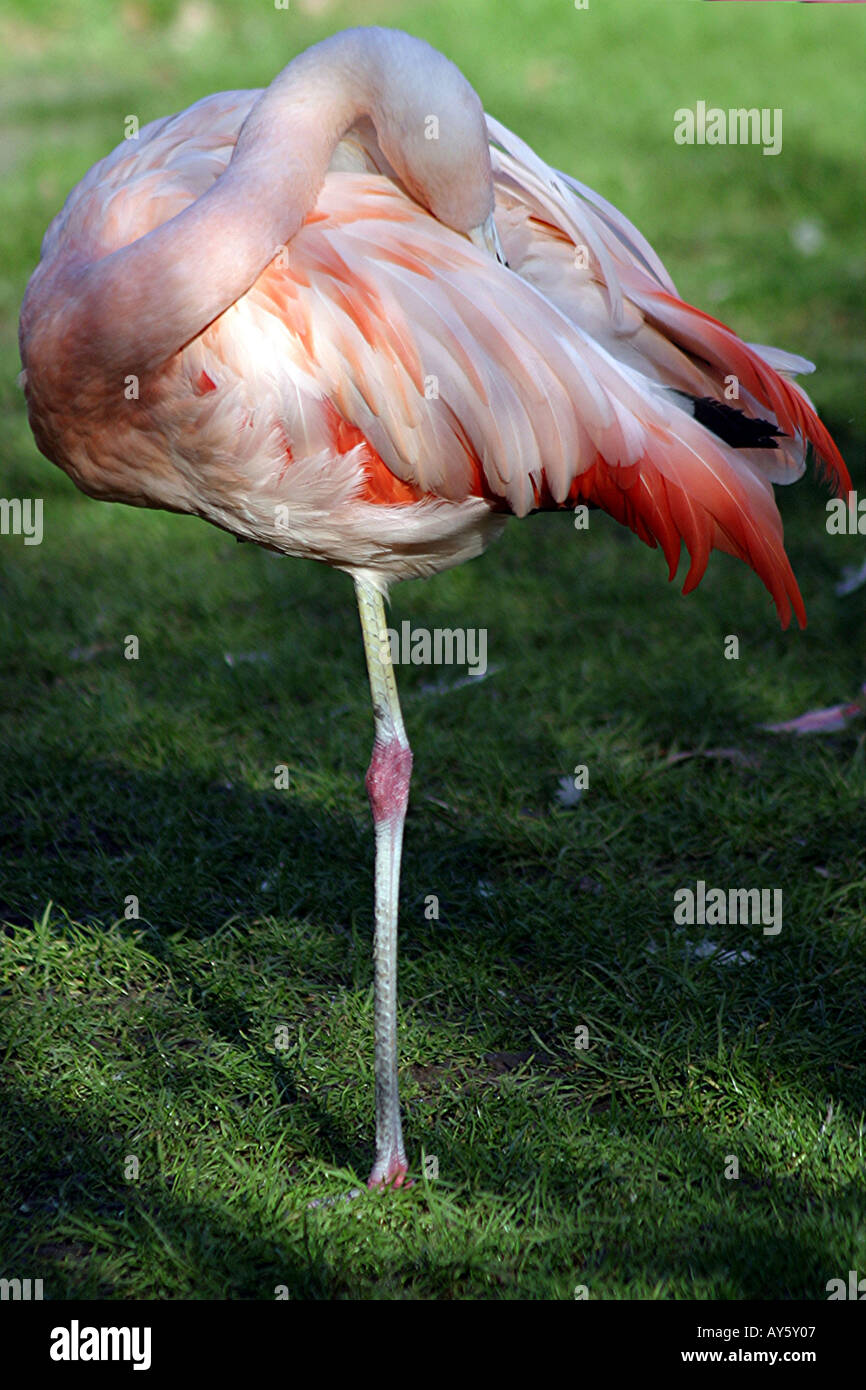 Flamingo asleep hi-res stock photography and images - Alamy