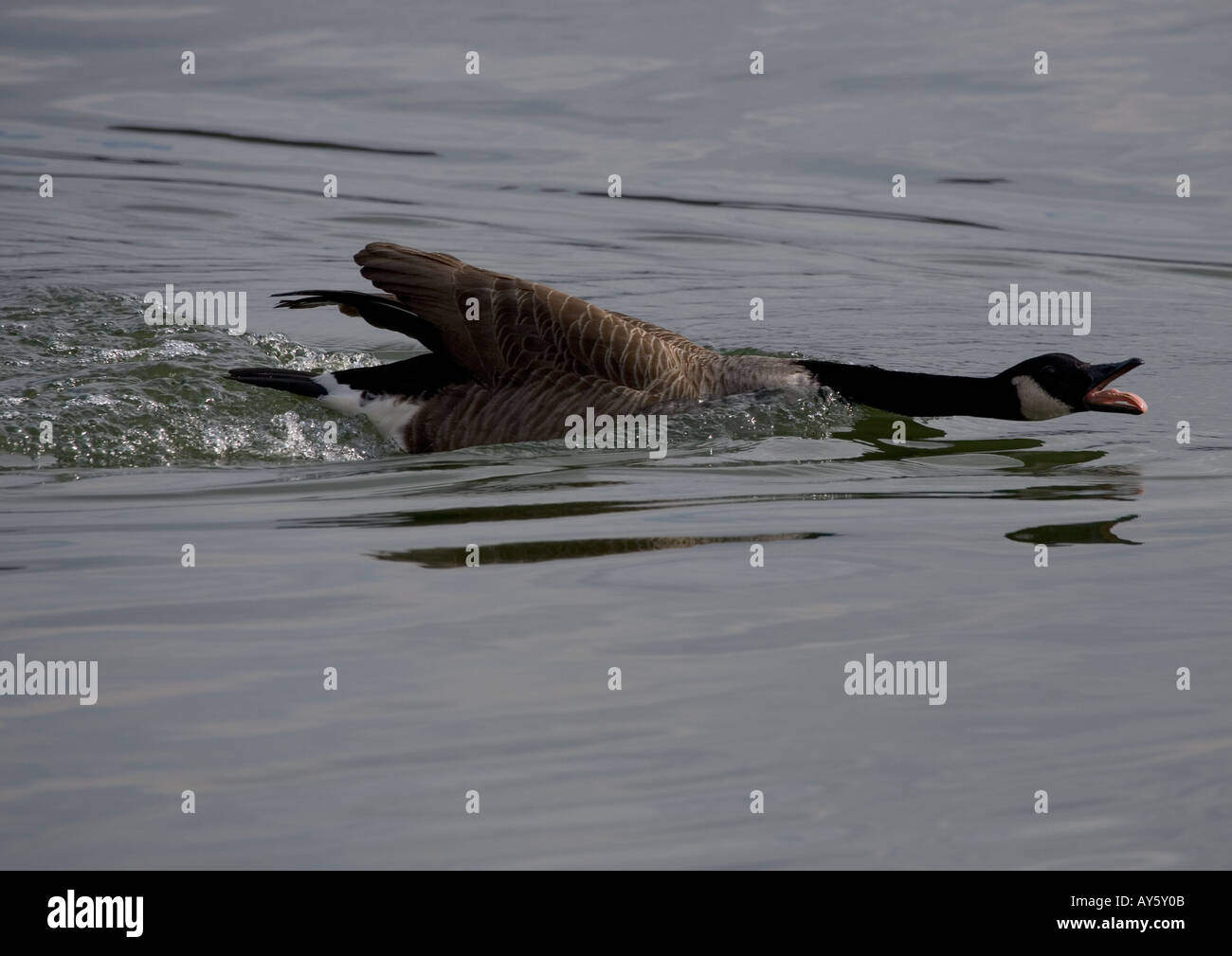 Duck hissing hi-res stock photography and images - Alamy