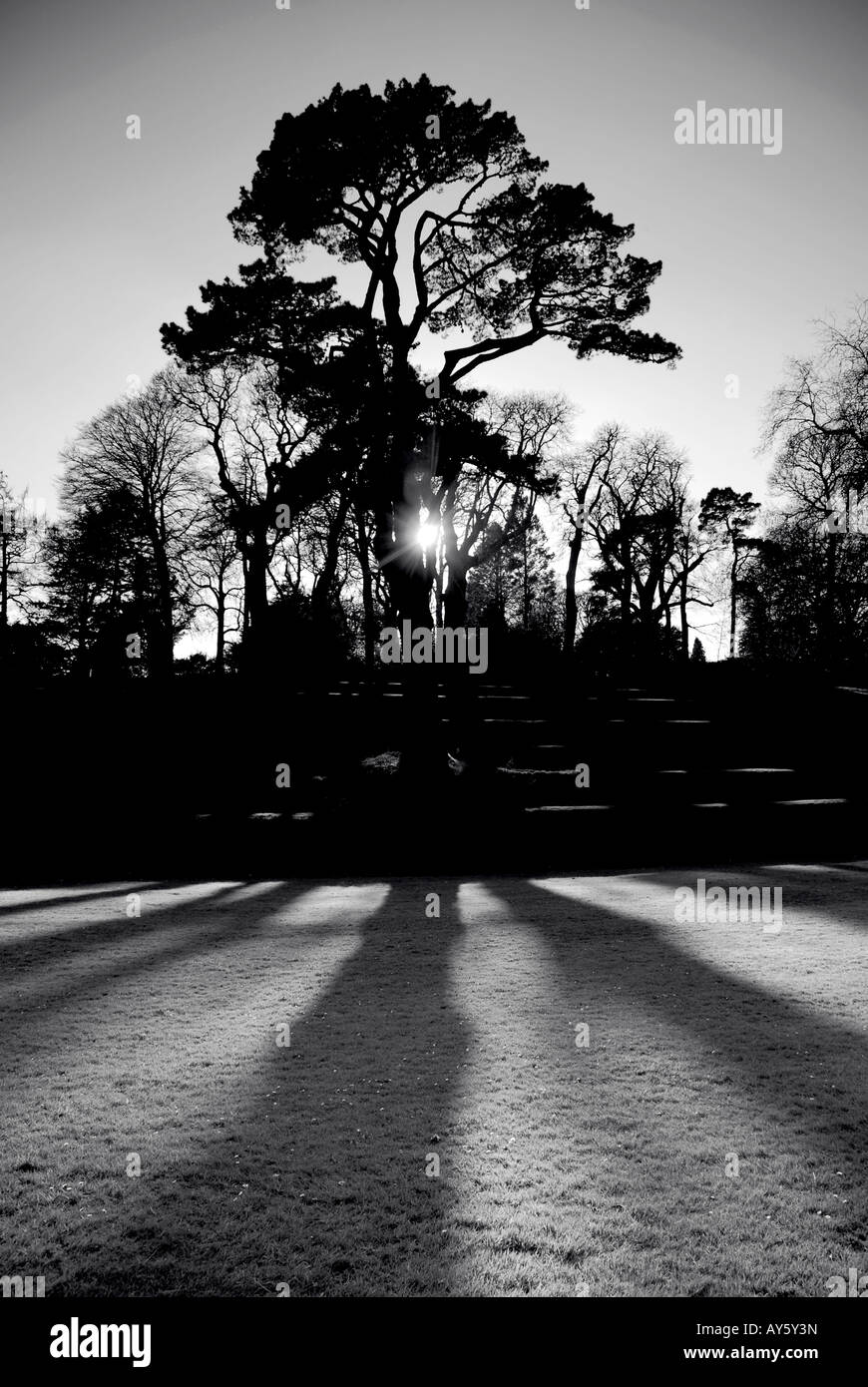 Low SUn and Tree Stock Photo - Alamy