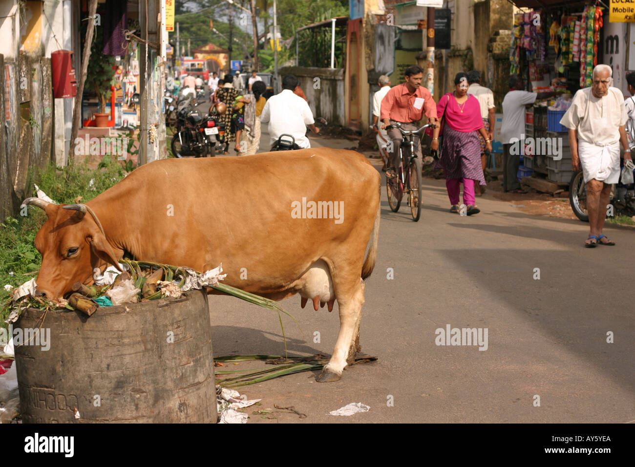 Street scene in Cochin, Kerala, India Stock Photo - Alamy
