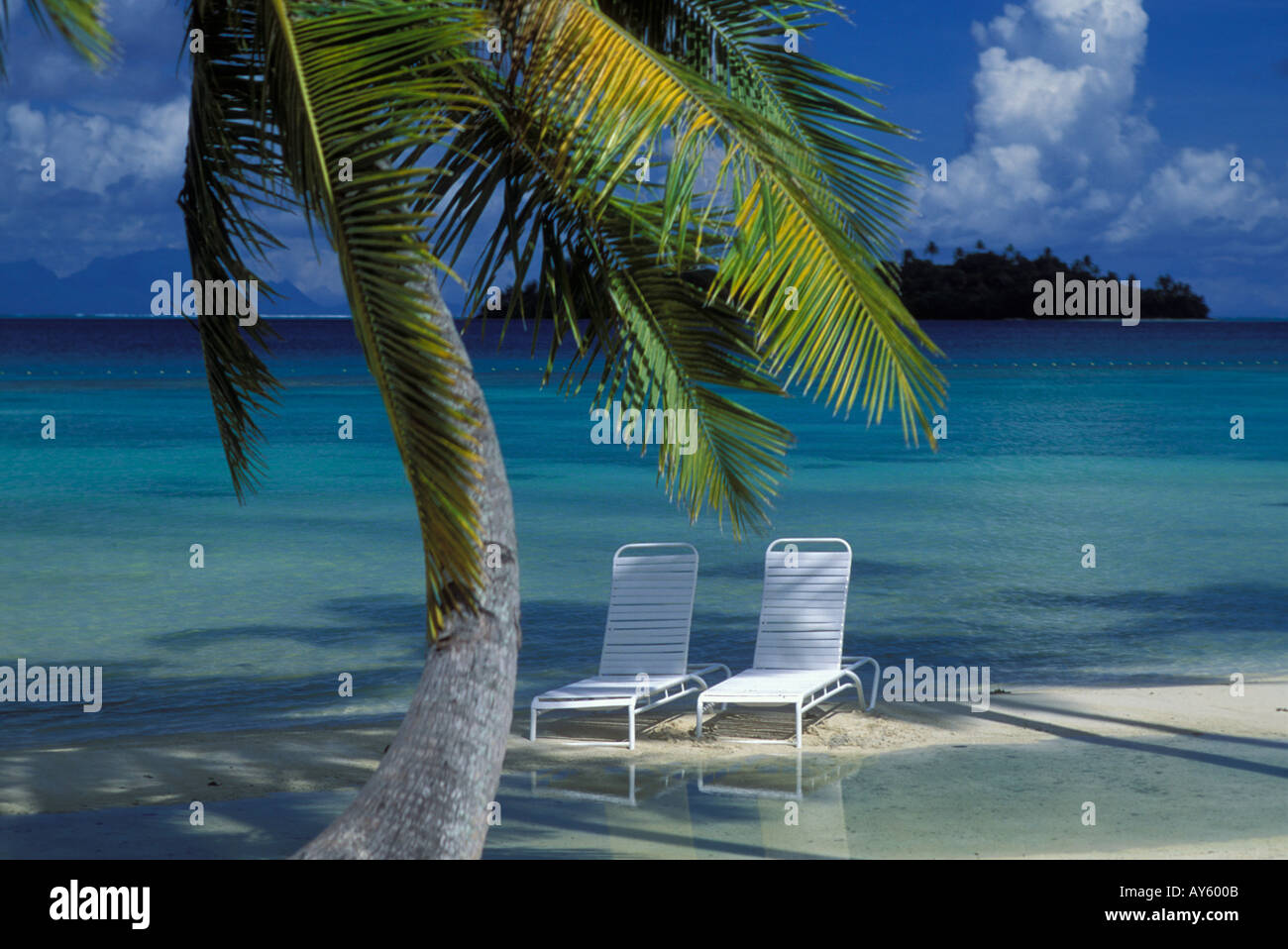 Tropical beach scene with two chaise lounges and a palm tree Club Med ...