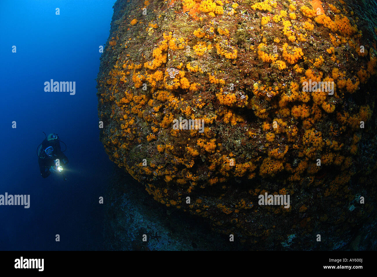 Cup coral hi-res stock photography and images - Alamy