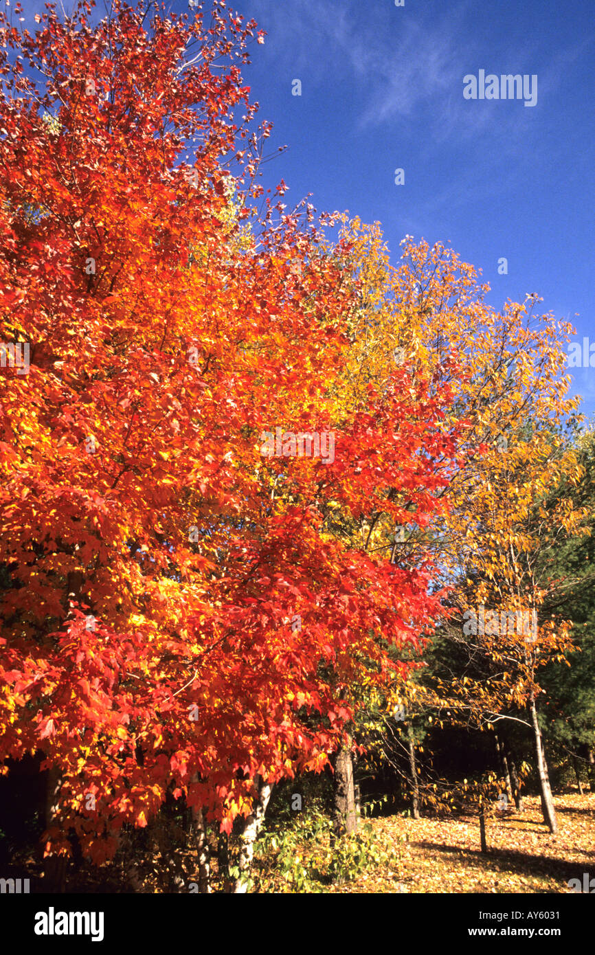 Beautiful Fall Colors in Vermont Stock Photo - Alamy