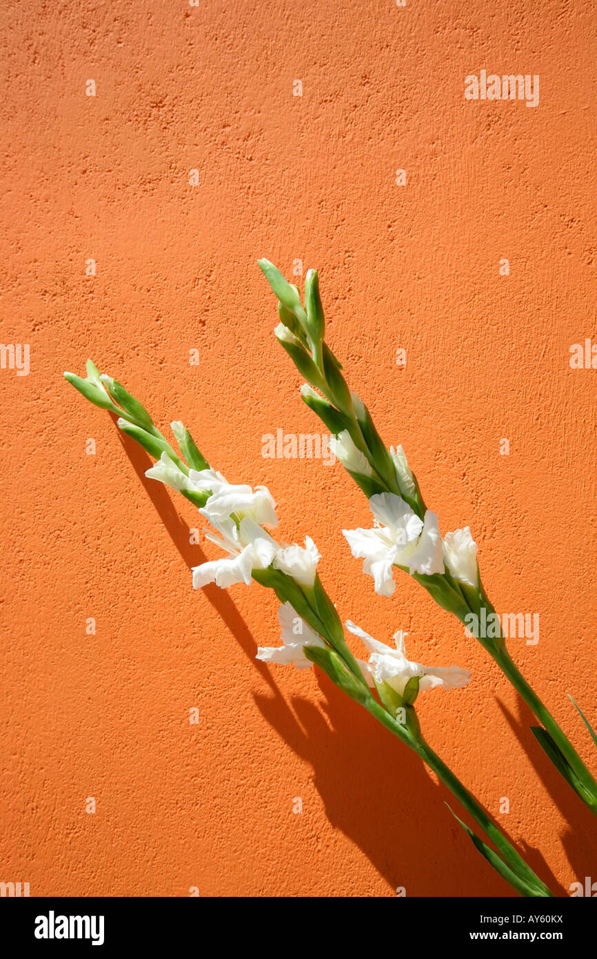 white gladiola flowers Stock Photo - Alamy