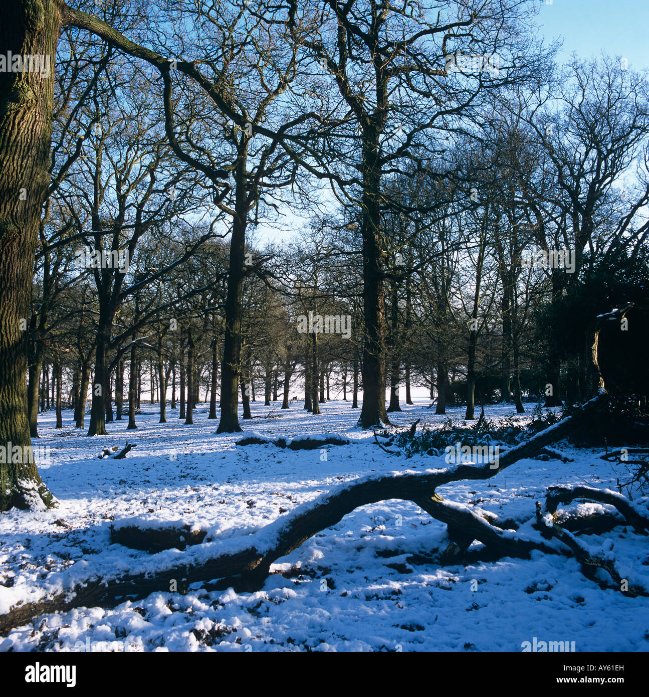 Richmond park winter hi-res stock photography and images - Alamy
