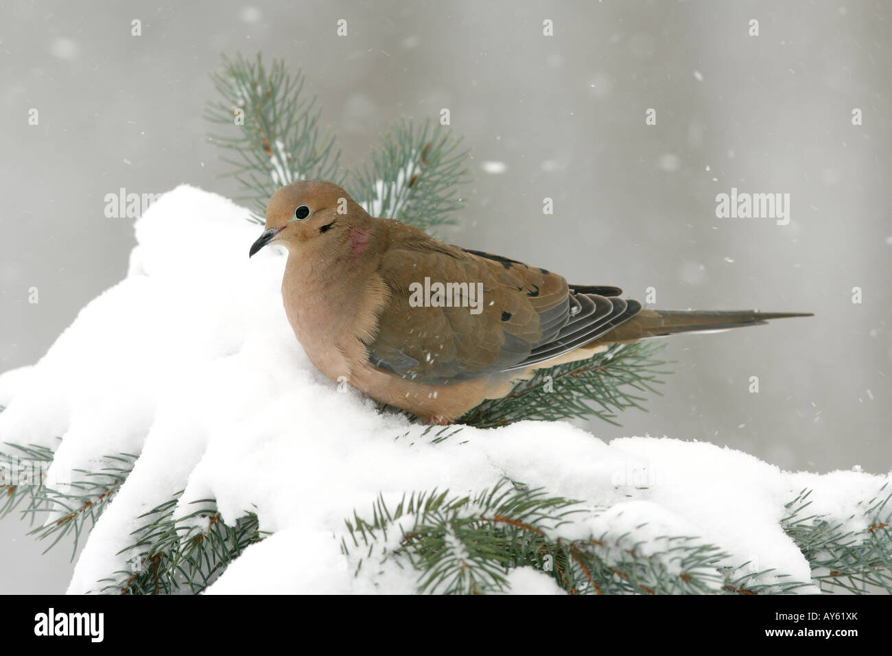 Mourning Dove Perched on Snow Covered Spruce Tree Stock Photo - Alamy
