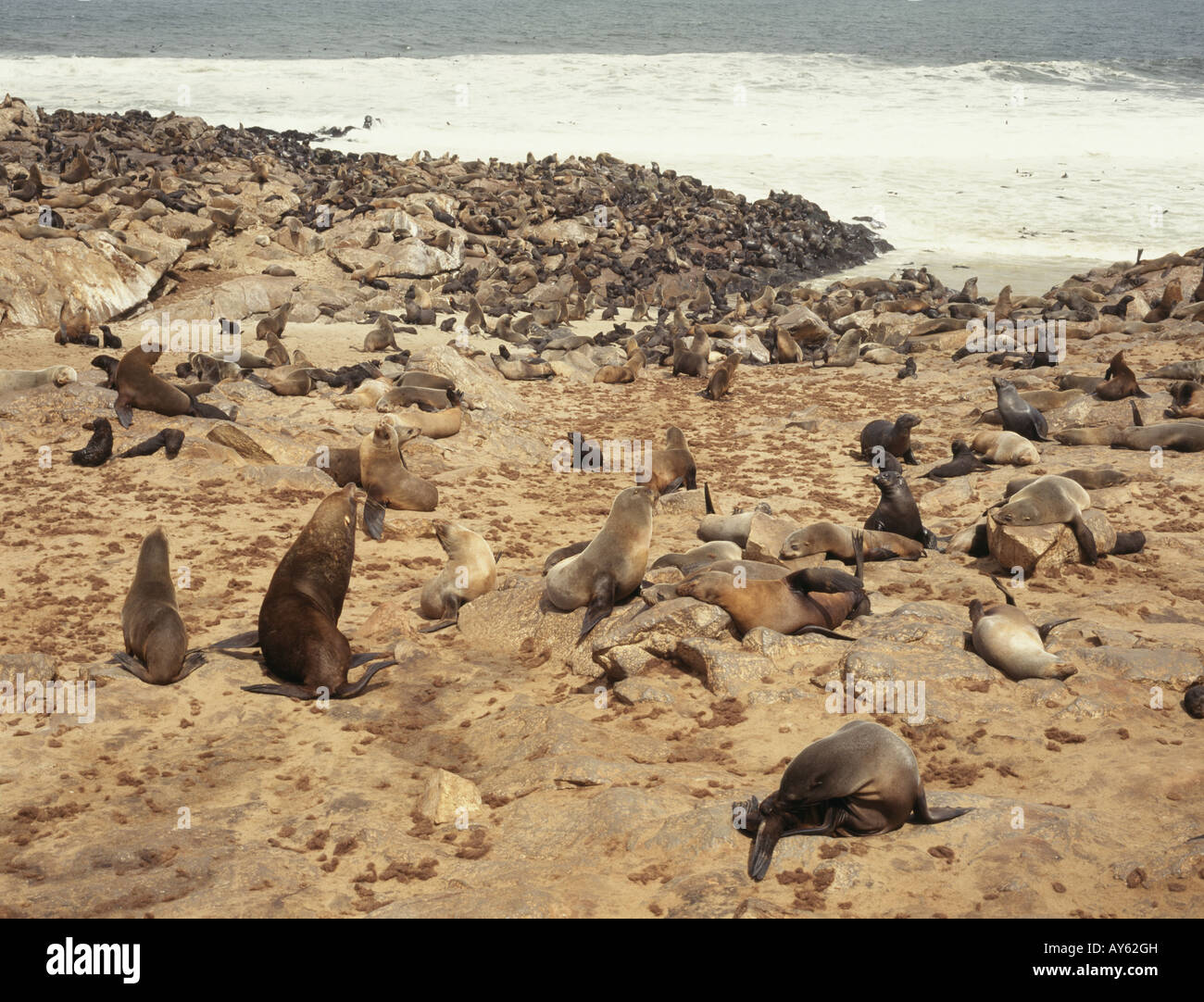 Walvis bay Fur seal colony Cape cross Seals Stock Photo - Alamy