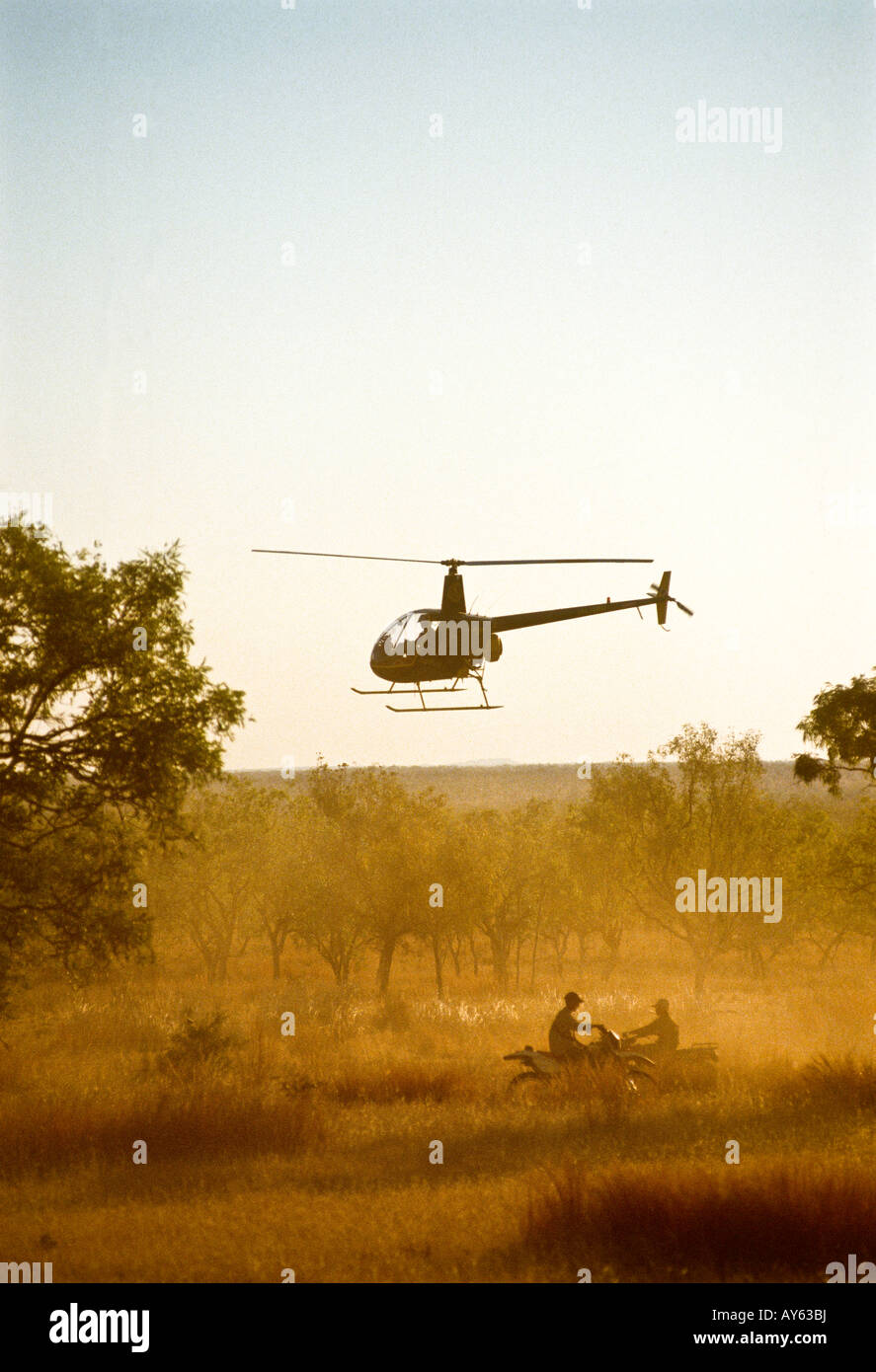 Northern Territory Australia Mustering cattle with a helicopter horses ...