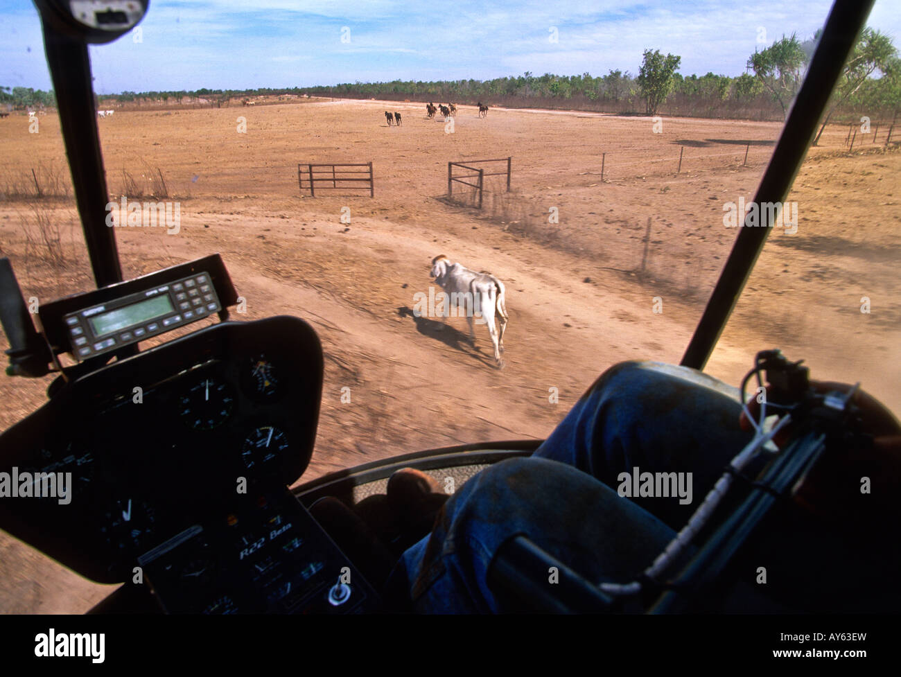 Northern Territory Australia Mustering cattle with a helicopter horses ...