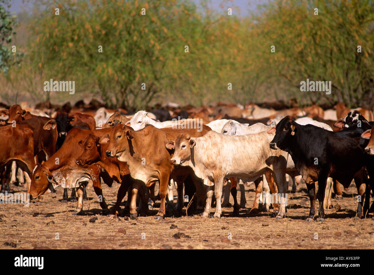 Northern Territory Australia Mustering cattle with a helicopter horses ...