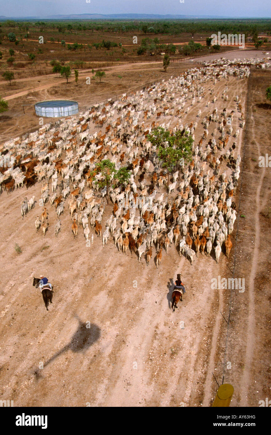 Northern Territory Australia Mustering cattle with a helicopter horses ...