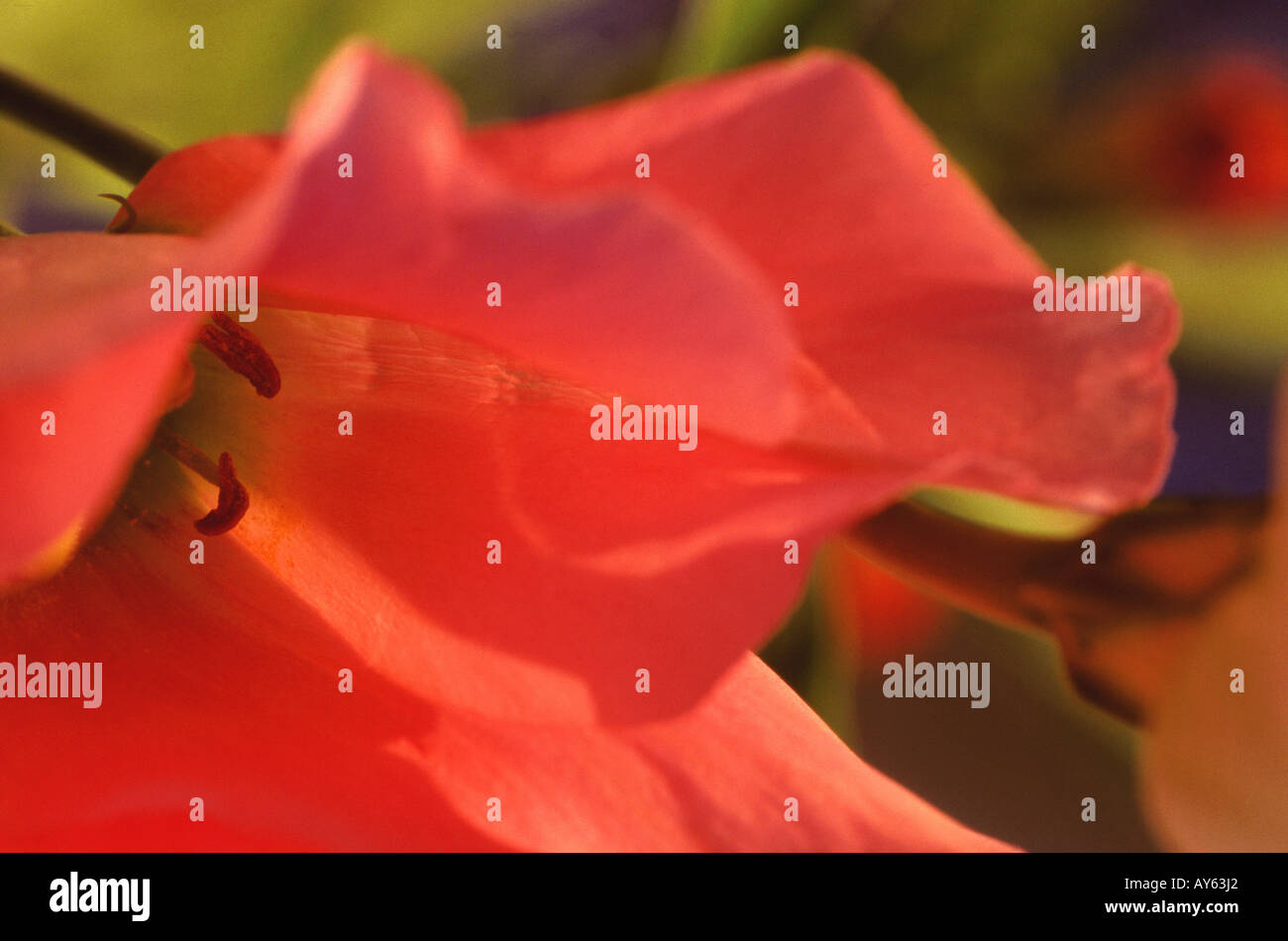 Pink bases hi-res stock photography and images - Alamy