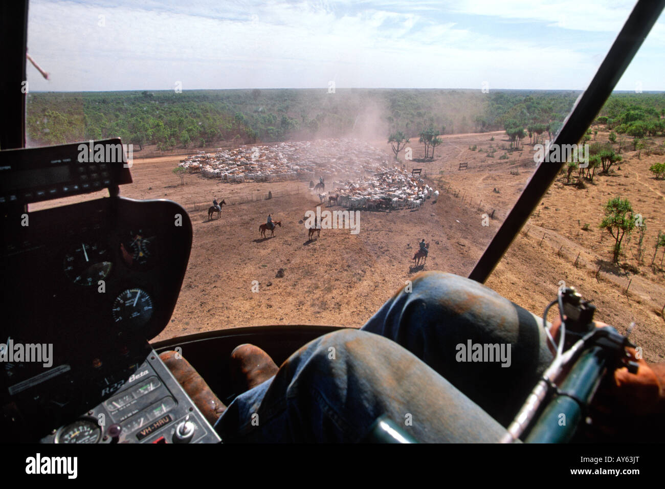 Northern Territory Australia Mustering cattle with a helicopter horses ...