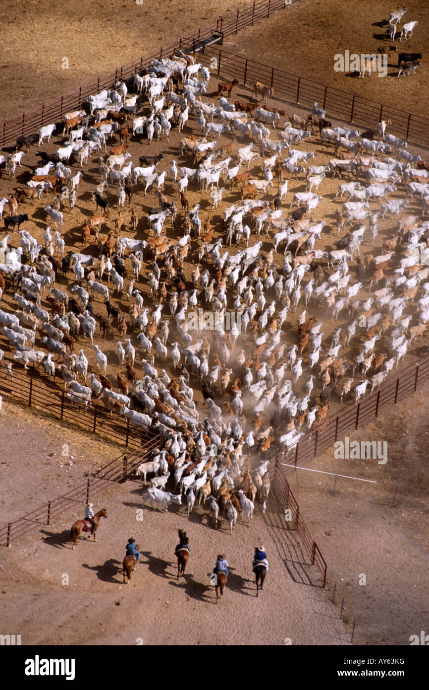 Northern Territory Australia Mustering cattle with a helicopter horses ...