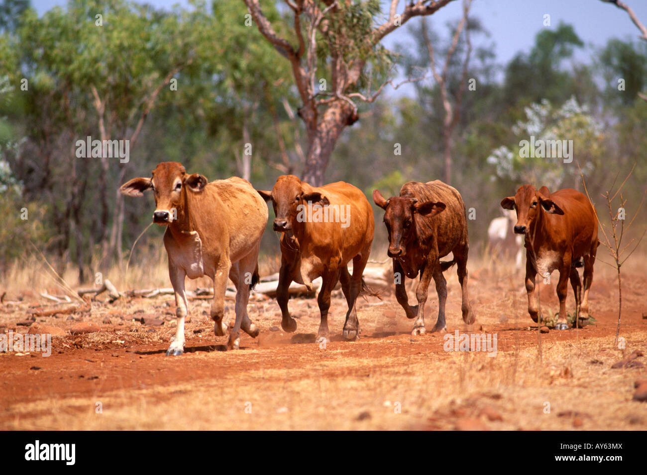 Northern Territory Australia Mustering cattle with a helicopter horses ...