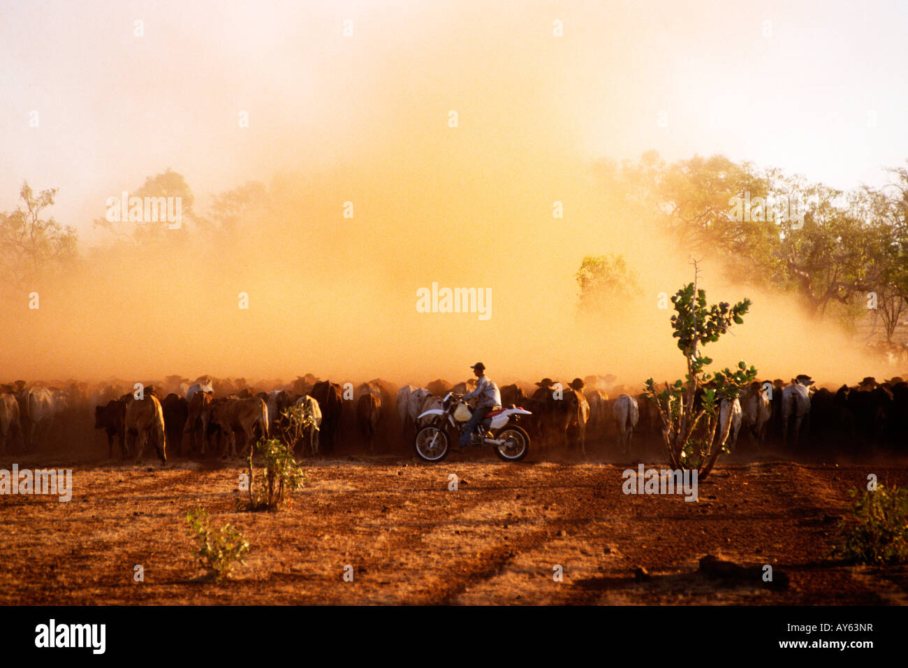 Northern Territory Australia Mustering cattle with a helicopter horses ...