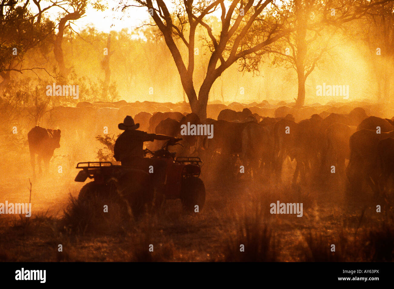 Livestock Mustering High Resolution Stock Photography and Images - Alamy