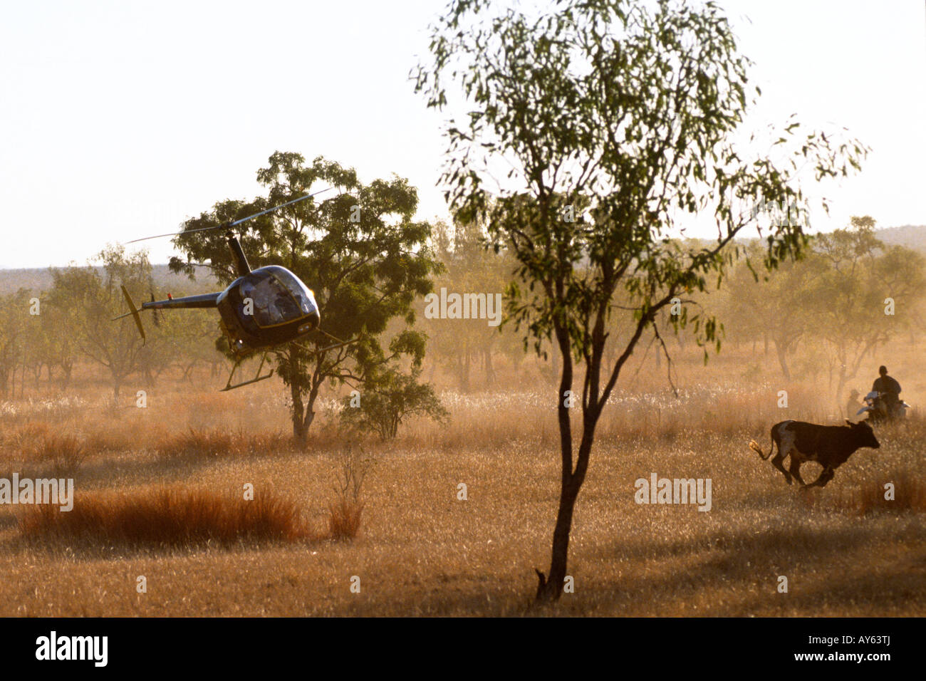 Northern Territory Australia Mustering cattle with a helicopter horses ...