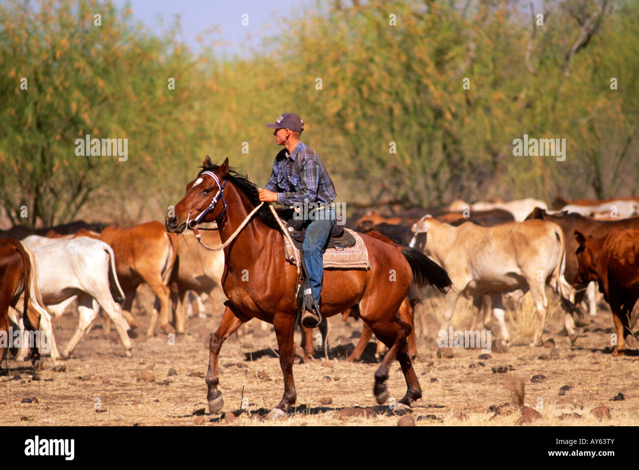 Northern Territory Australia Mustering cattle with a helicopter horses ...