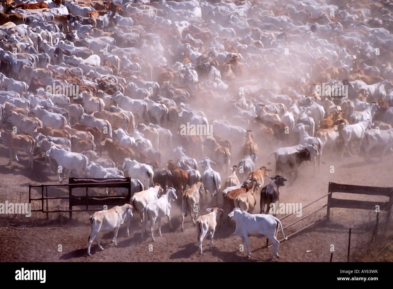 Northern Territory Australia Mustering cattle with a helicopter horses ...