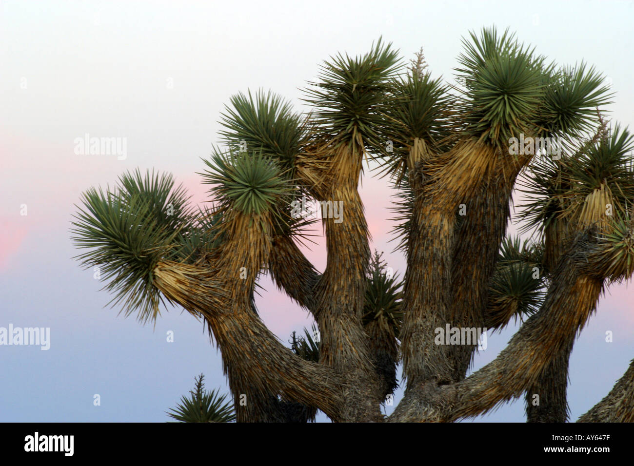 Joshua trees silhouetted against the sky at sunset Joshua Tree National ...