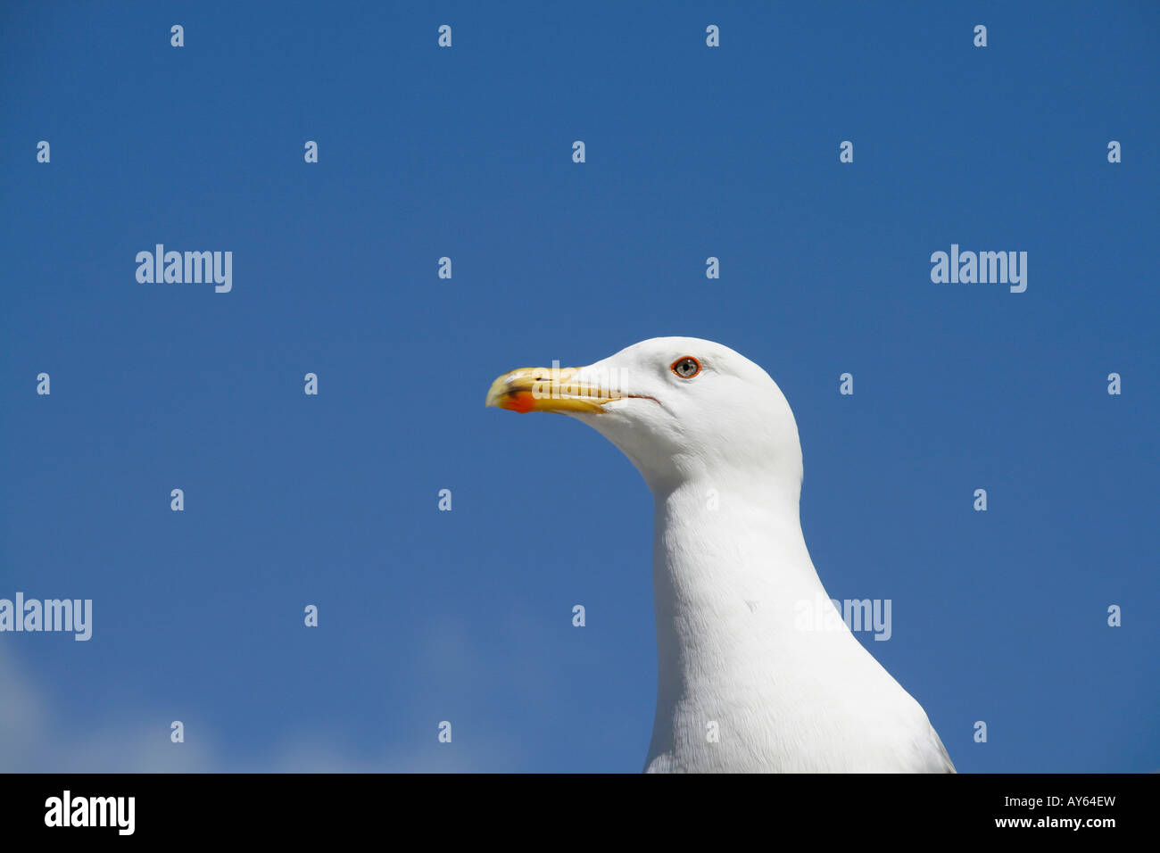 one seagull and blue sky Stock Photo - Alamy