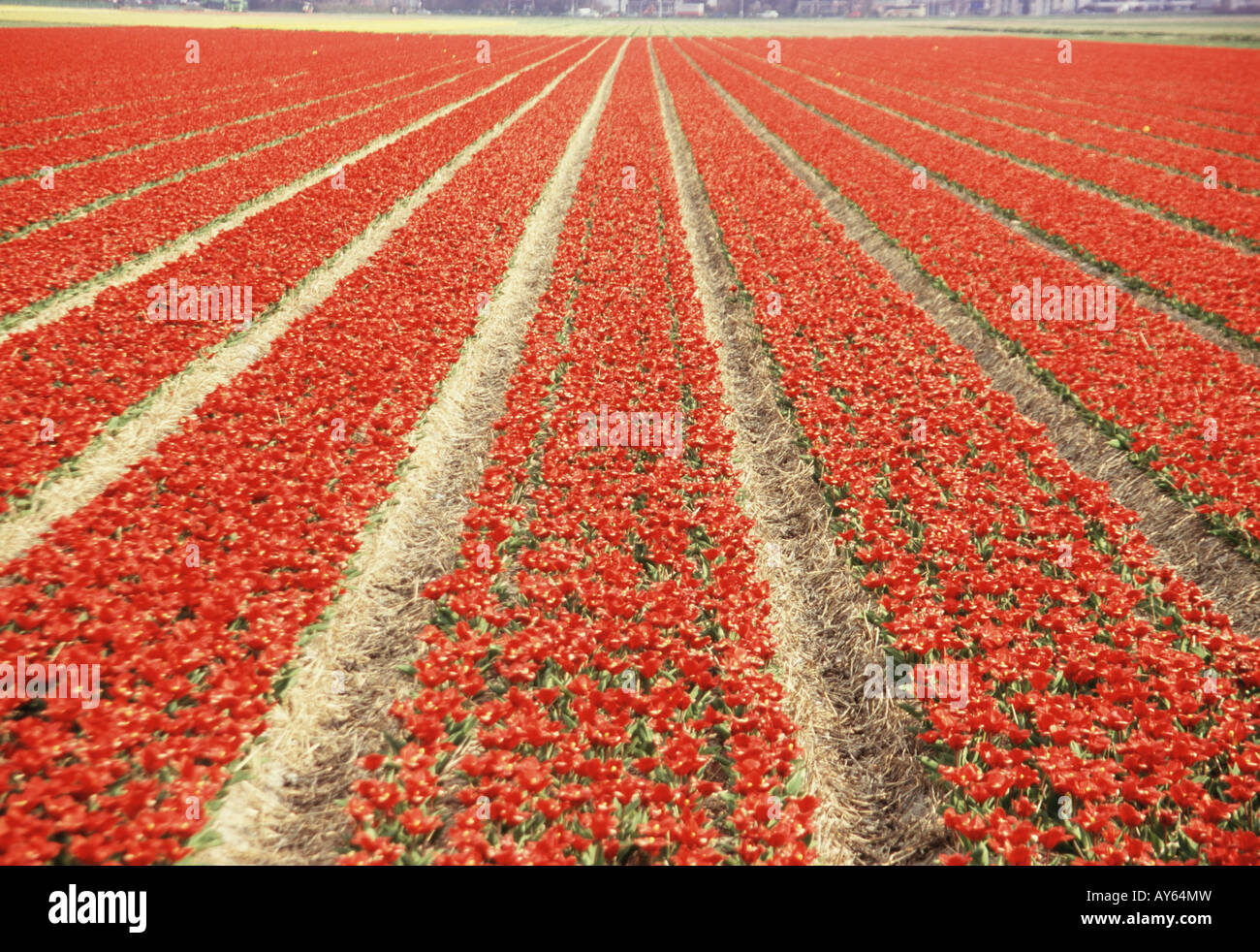 Holland Rows of growing plants Bulbs Traditional Dutch flowers ...