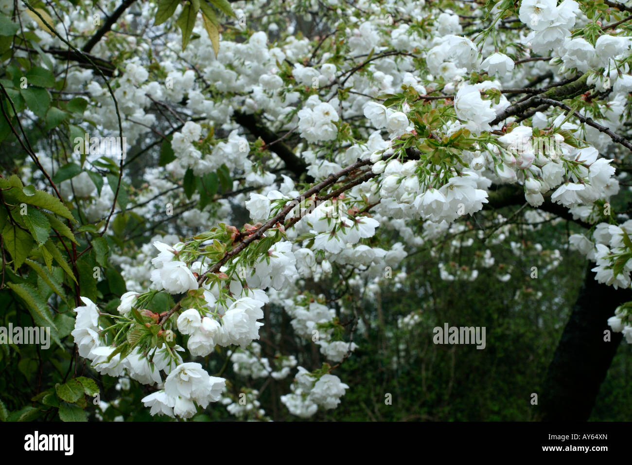Prunus shirotae cherry shirotae tree hi-res stock photography and ...