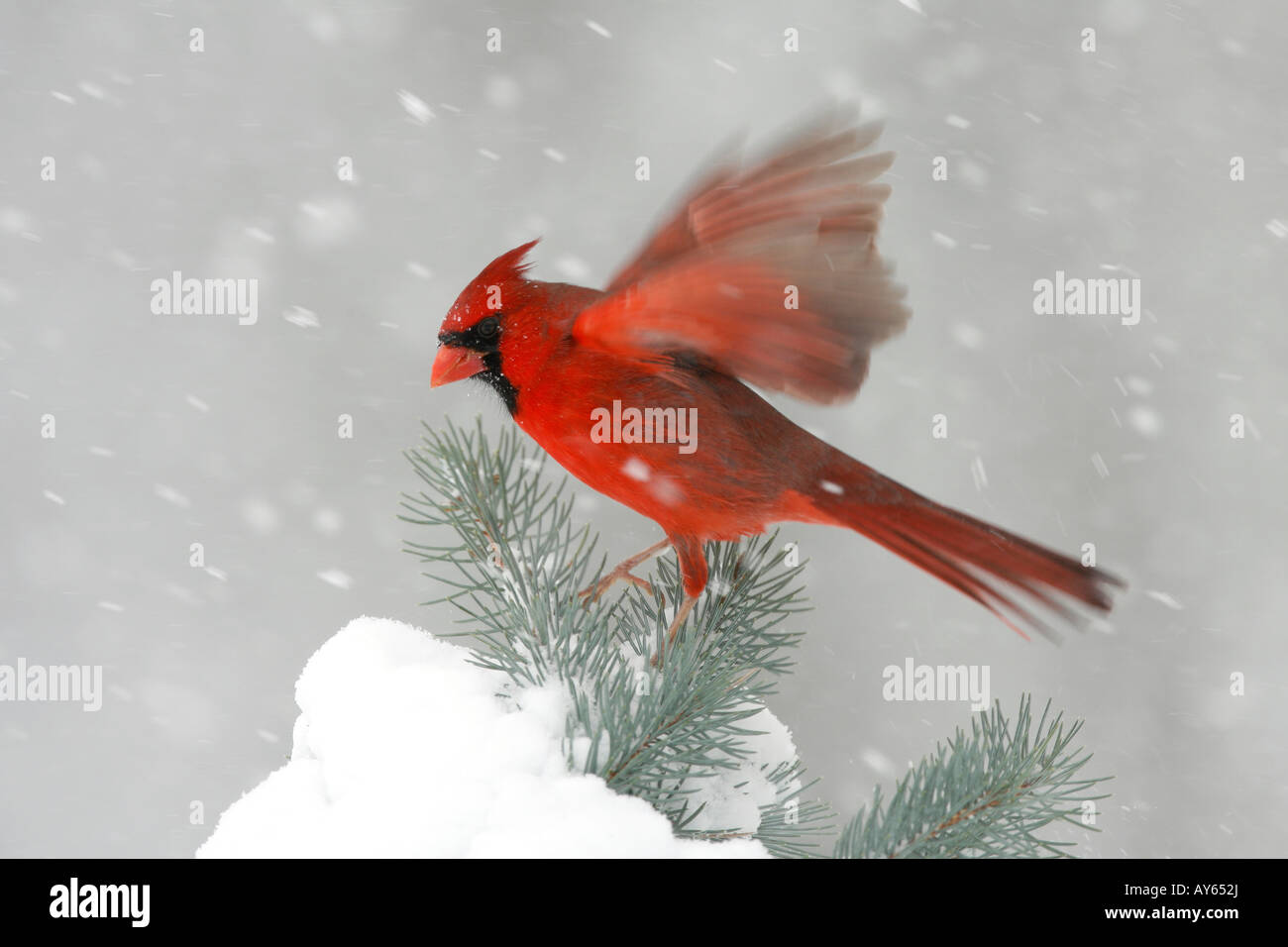 Cardinal bird hi-res stock photography and images - Alamy