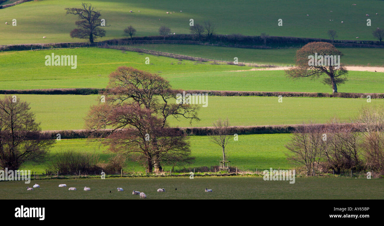 Sunshine in rolling fields, Exmoor National Park, Somerset Stock Photo ...