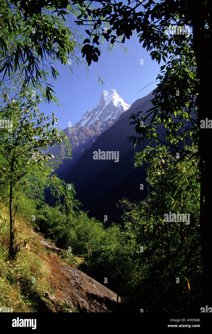 Machapuchare himalaya nature natural scenic landscape peak forest plant ...