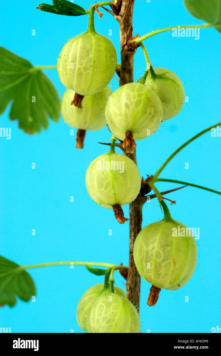 Ribes grossularia hi-res stock photography and images - Alamy