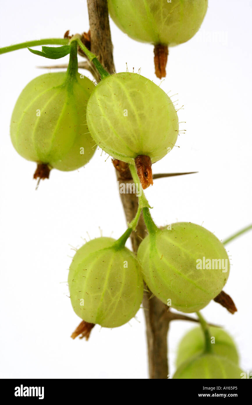 Ribes Grossularia High Resolution Stock Photography and Images - Alamy